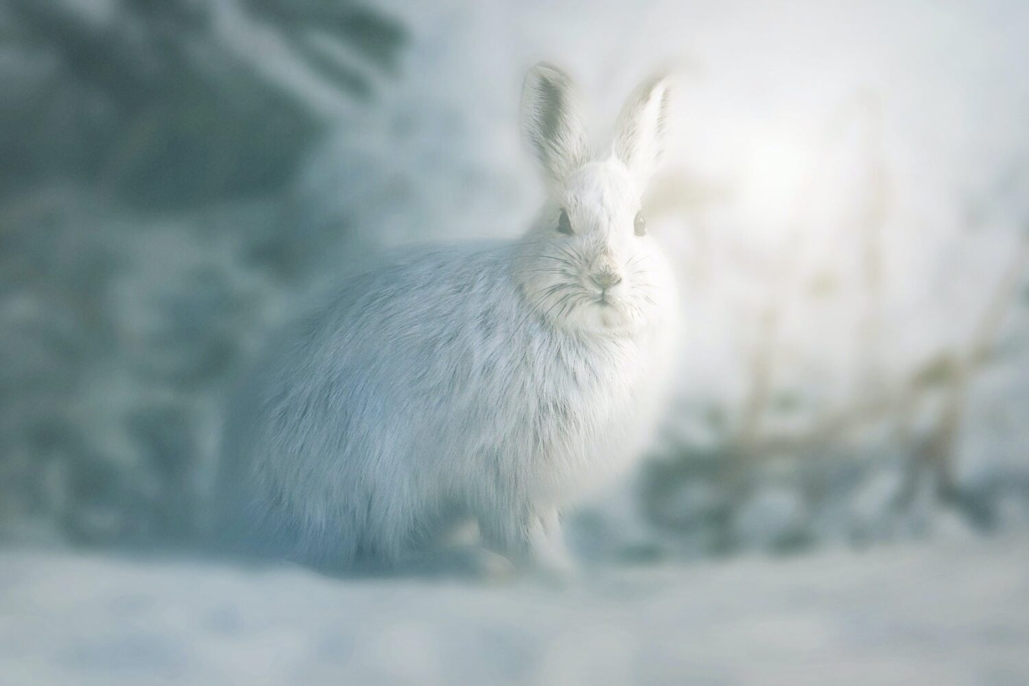 30+ Best Photoshop Spotlight Effects (How to Make a Spotlight in ...